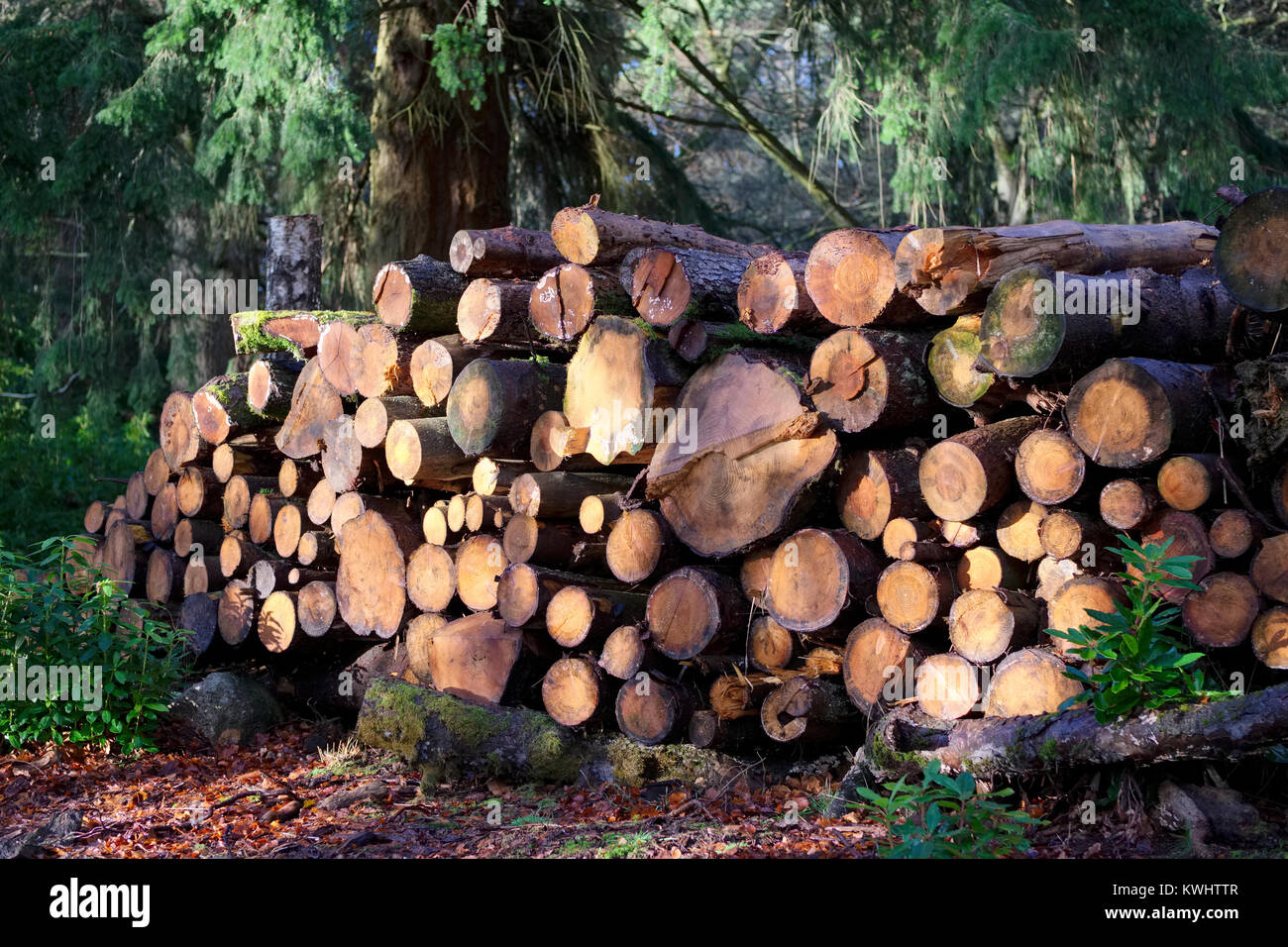 Chopped wood logs for fire place in home stored on forest woods Stock ...