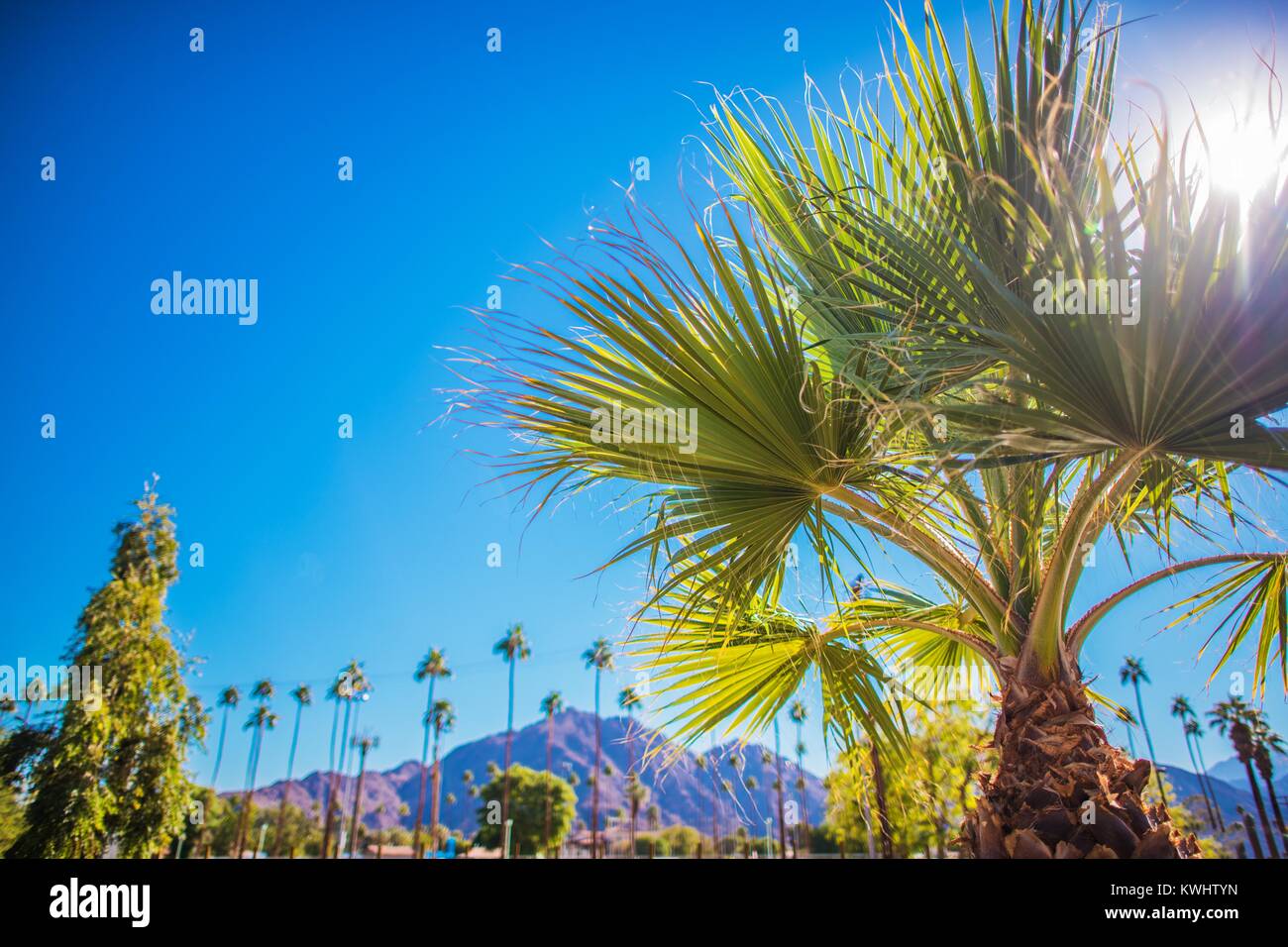 Coachella Valley Vegetation. Palm Springs, California, United States of ...