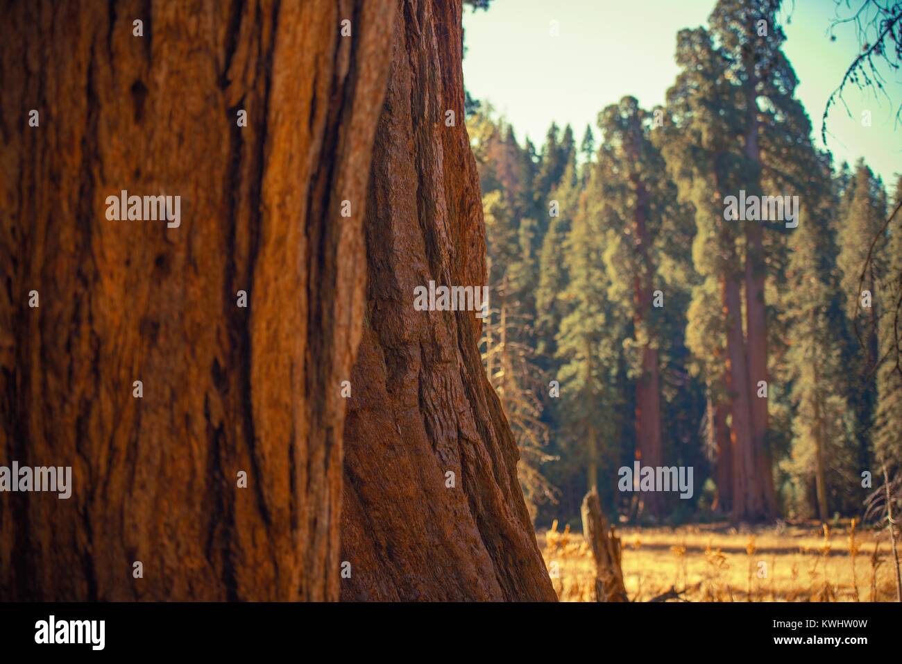 Giant Sequoias Trail in California Sierra Nevada Mountains Stock Photo ...