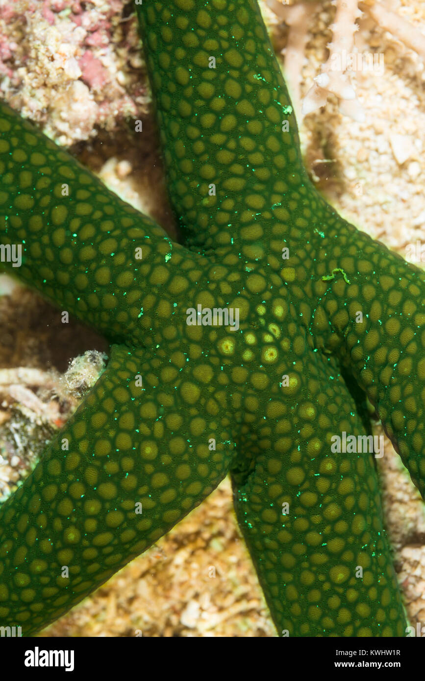 Close up of the surface of a starfish Stock Photo - Alamy
