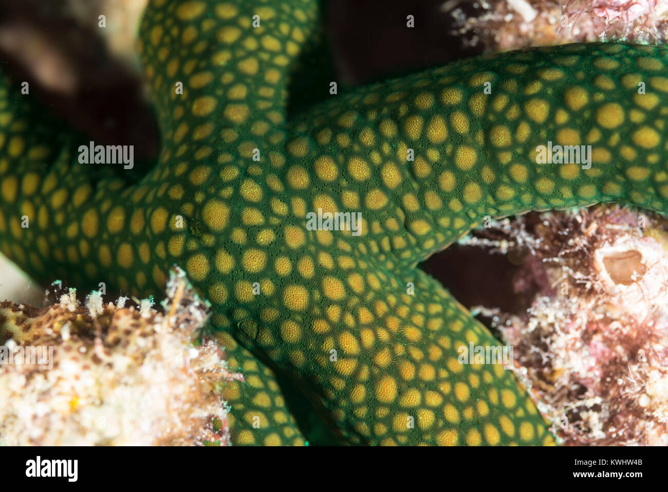 Close up of the surface of a starfish Stock Photo - Alamy