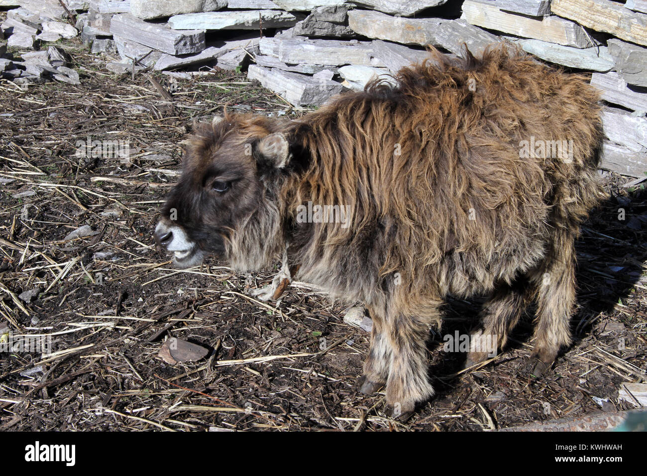 Young small yad and inner yard of farm in nepal Stock Photo - Alamy