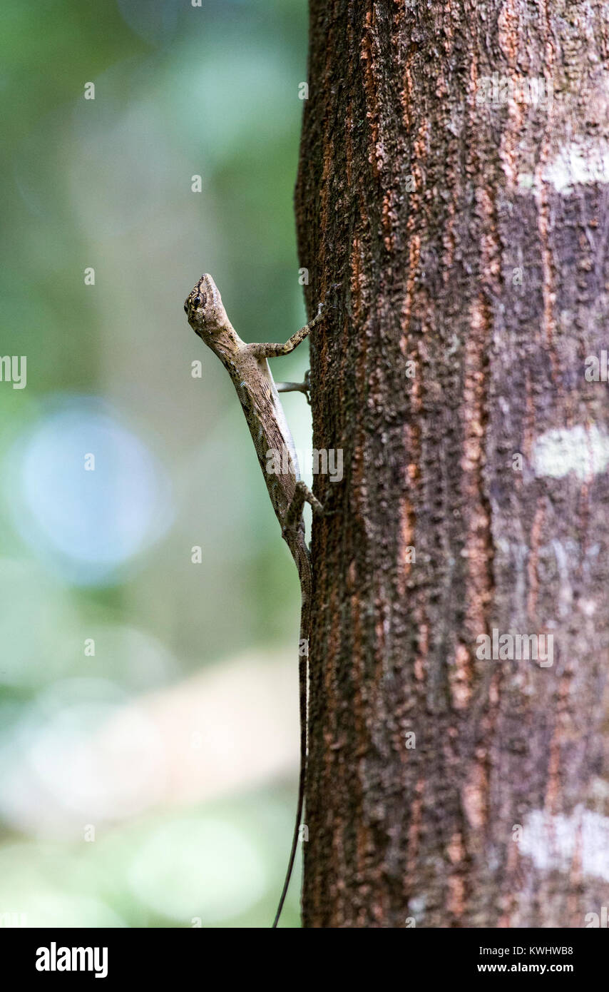 Flying Lizard Draco Volans Stock Photos & Flying Lizard Draco Volans ...
