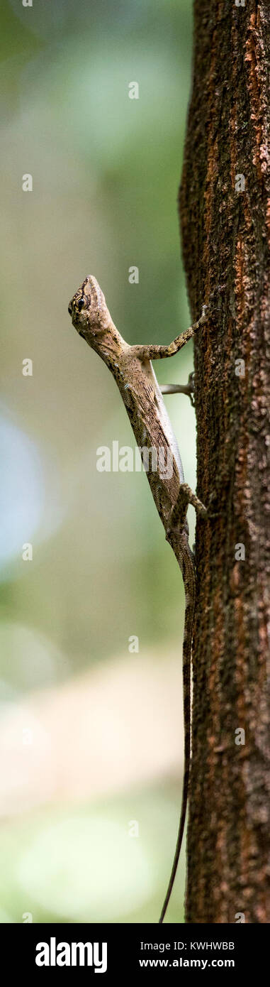 Flying lizard at Tangkoko national park, Sulawesi, Indonesia Stock ...