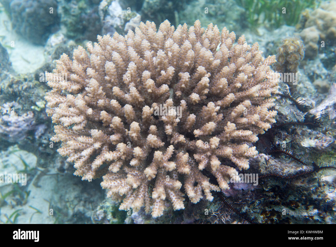 Acropora nobilis hi-res stock photography and images - Alamy