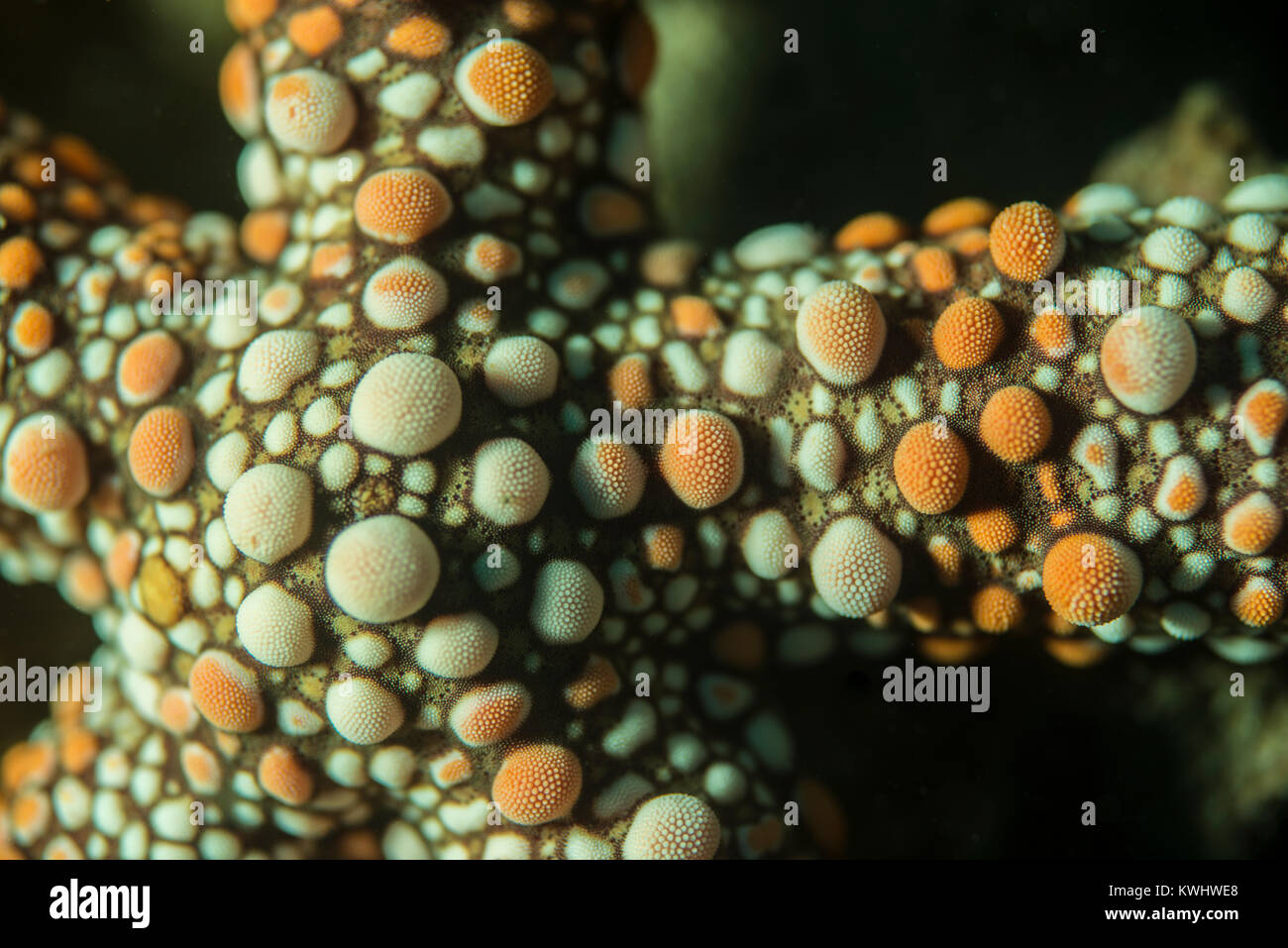 Close-up of a starfish Stock Photo - Alamy
