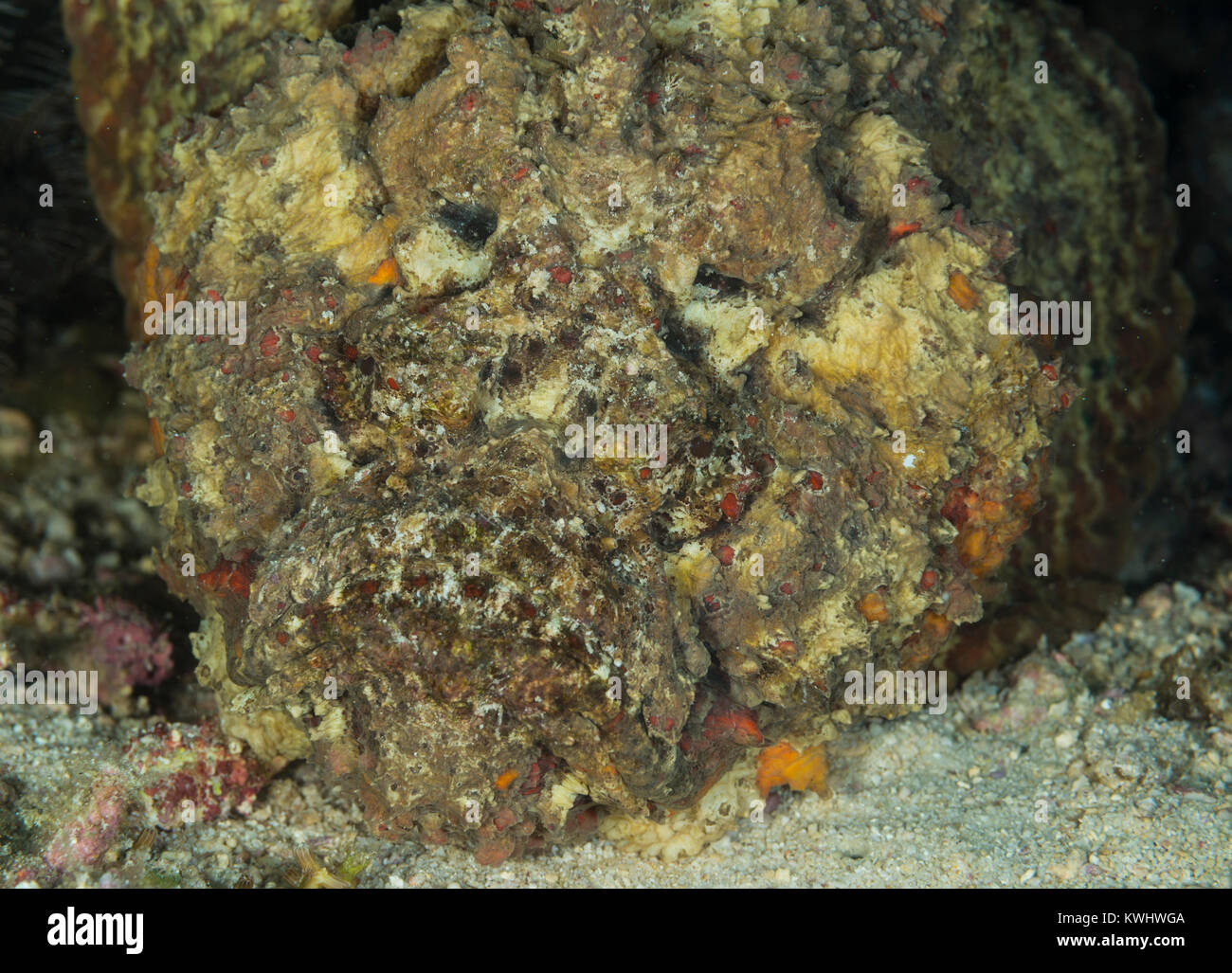 Reef stonefish hi-res stock photography and images - Alamy