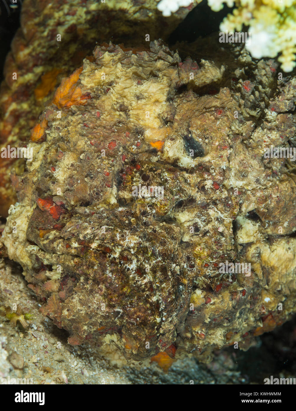 Reef stonefish hi-res stock photography and images - Alamy