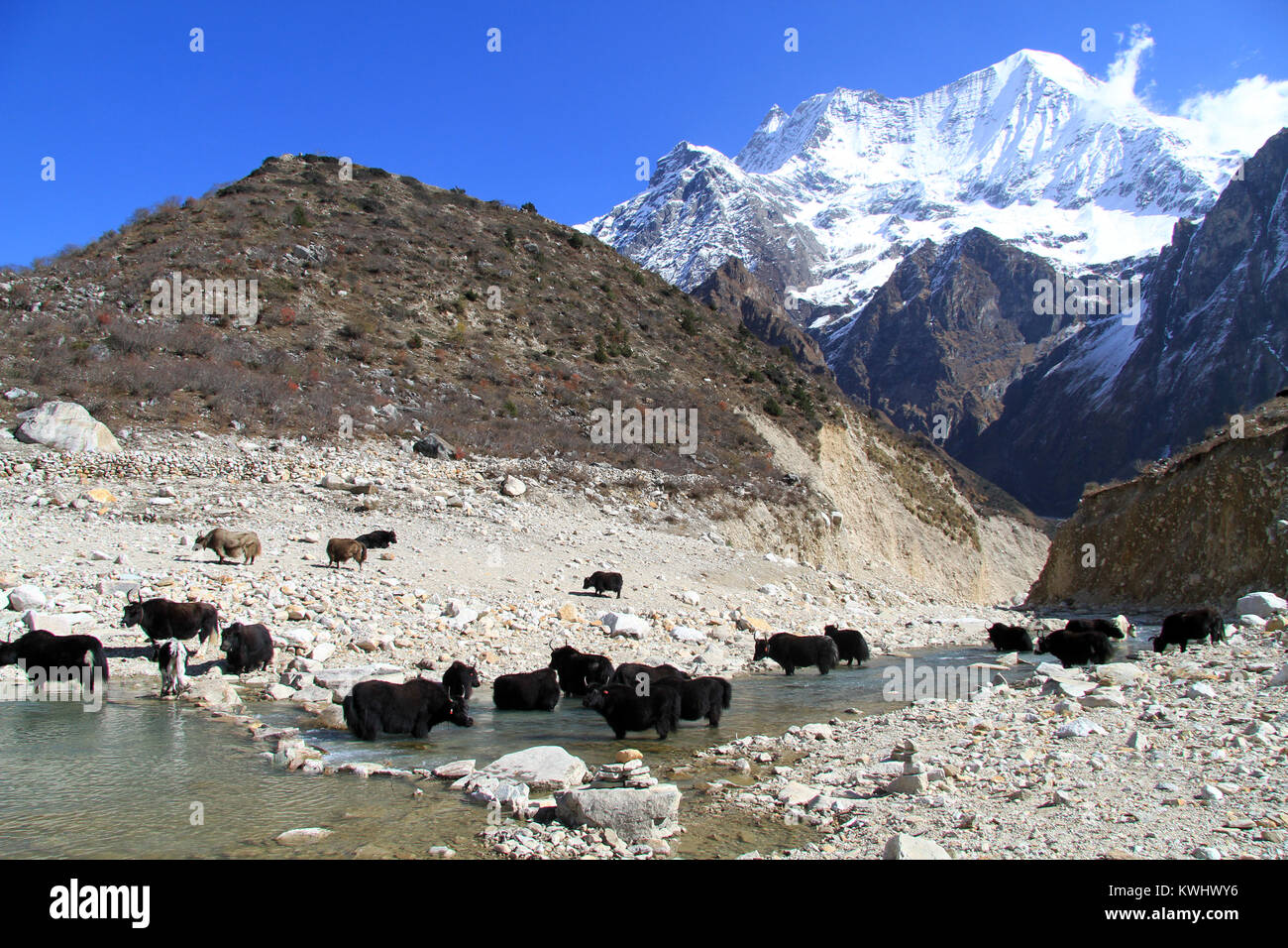 Snow mountain and yaks in the river in Nepal Stock Photo - Alamy