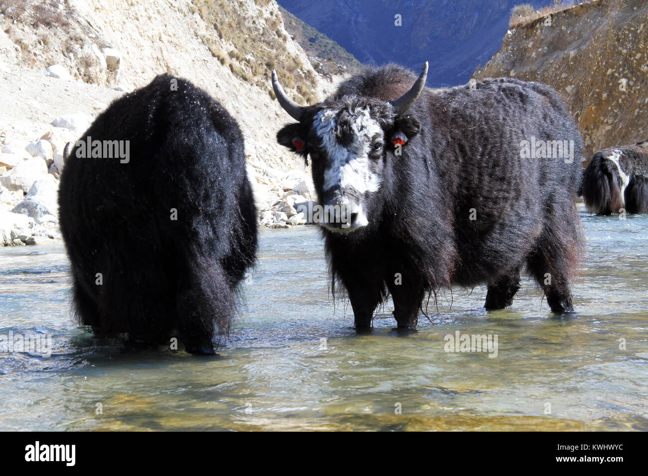 Black yak in the river in Nepal Stock Photo - Alamy