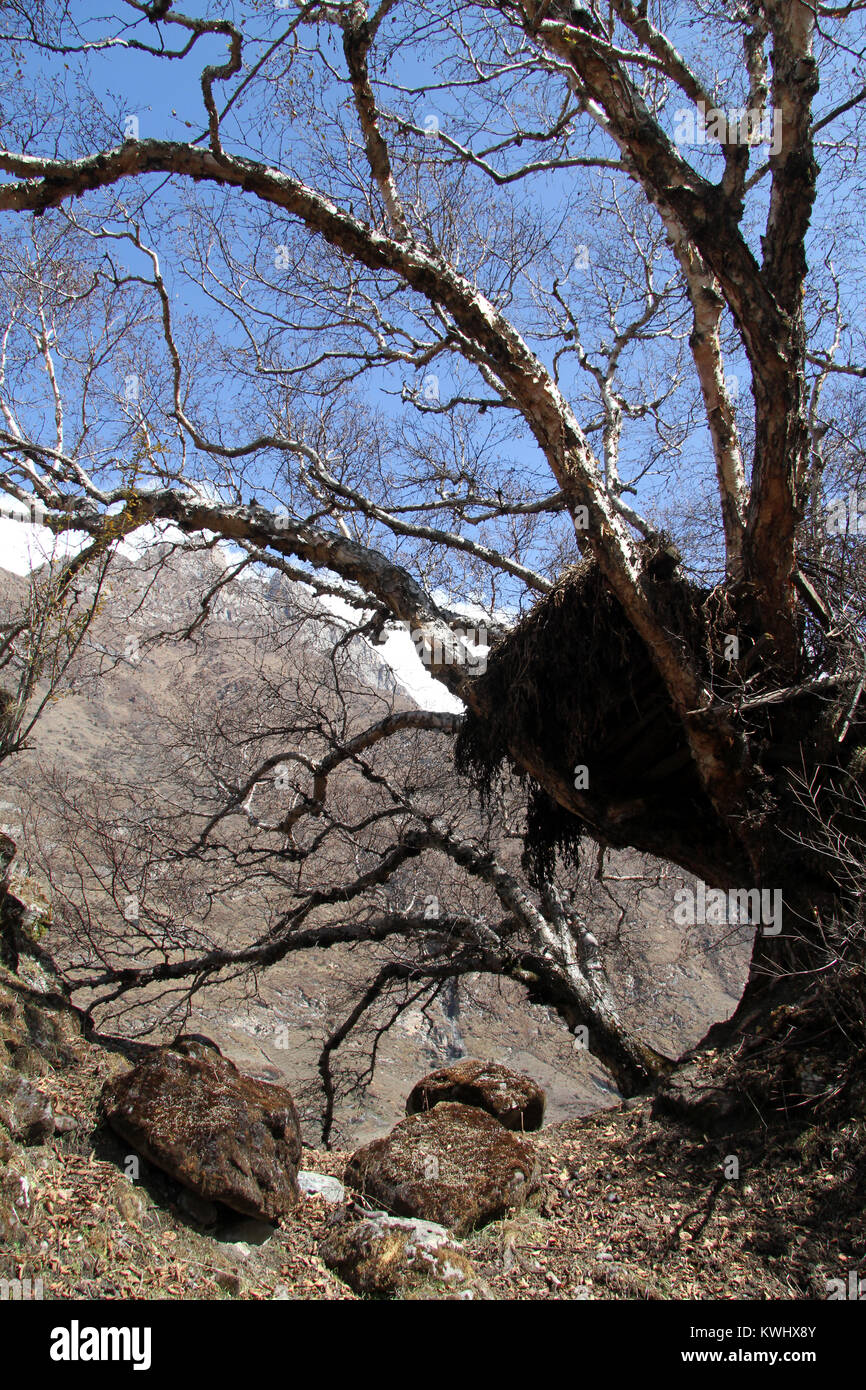 Big tree in Samagoon village in Nepal Stock Photo - Alamy
