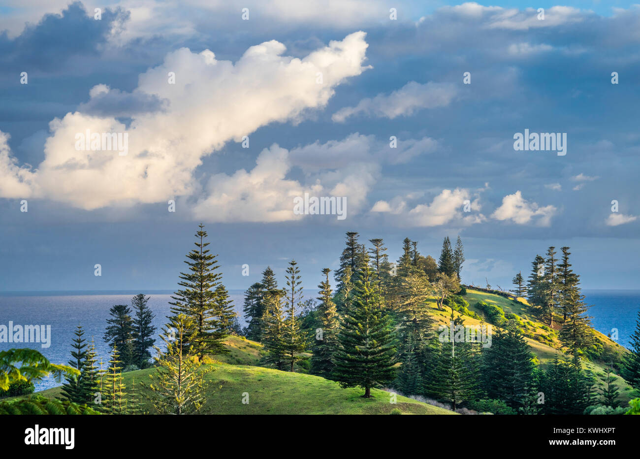 Australian pine tree hi-res stock photography and images - Alamy