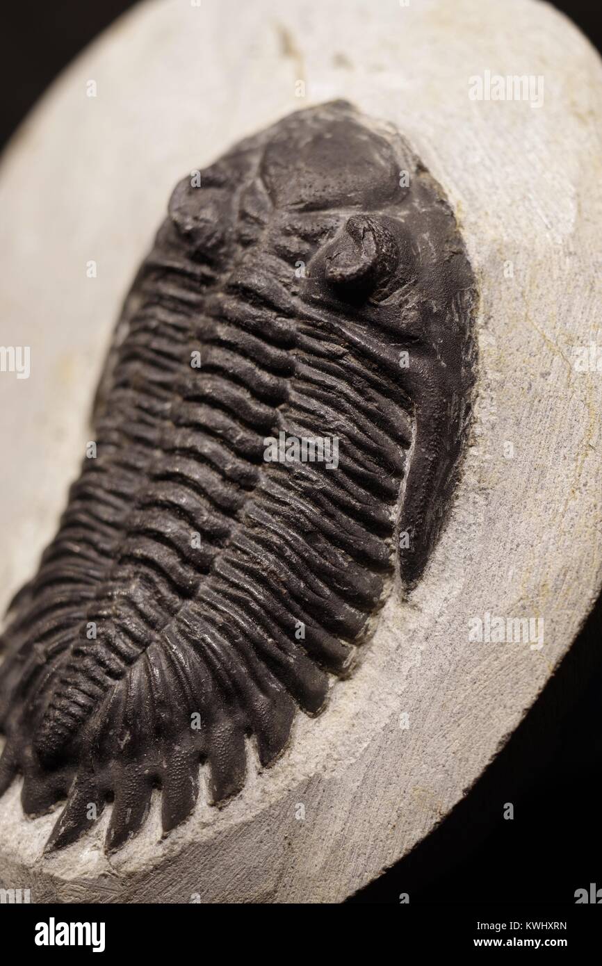 Geology trilobite fossil arthropoda hi-res stock photography and images ...