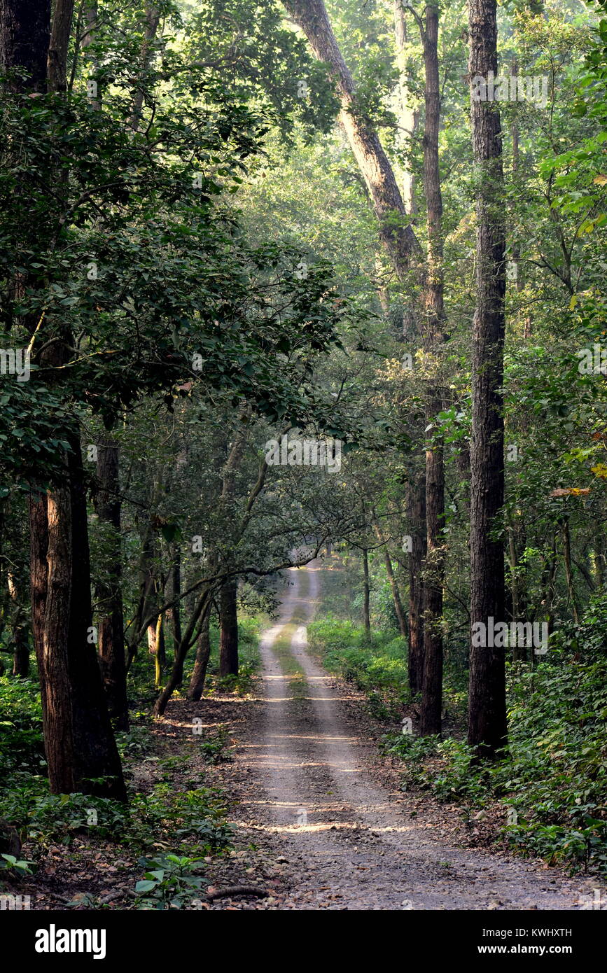 Forest journey india hi-res stock photography and images - Alamy