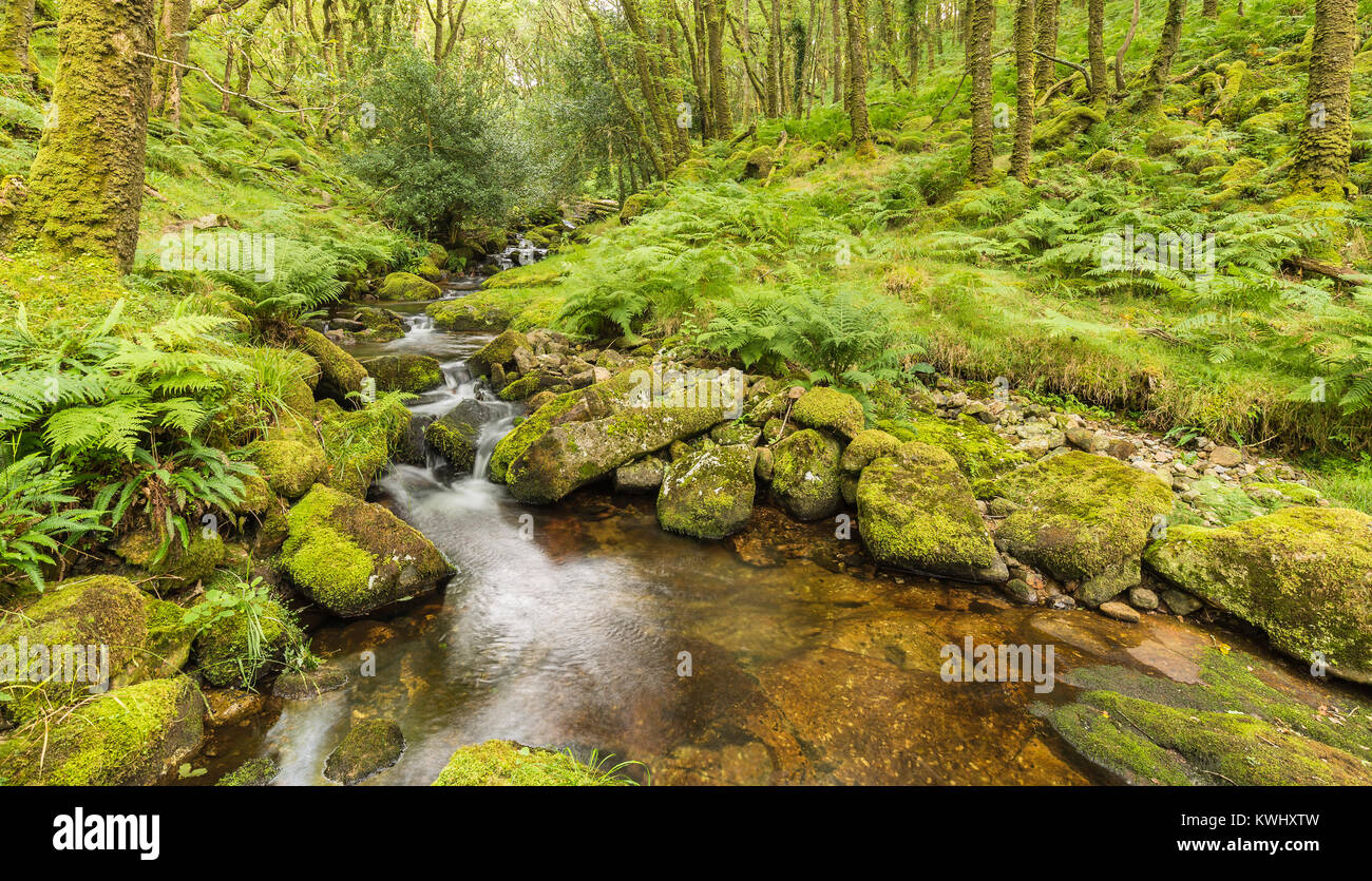Gentle stream running through woodland in Dartmoor, Devon, England, UK ...