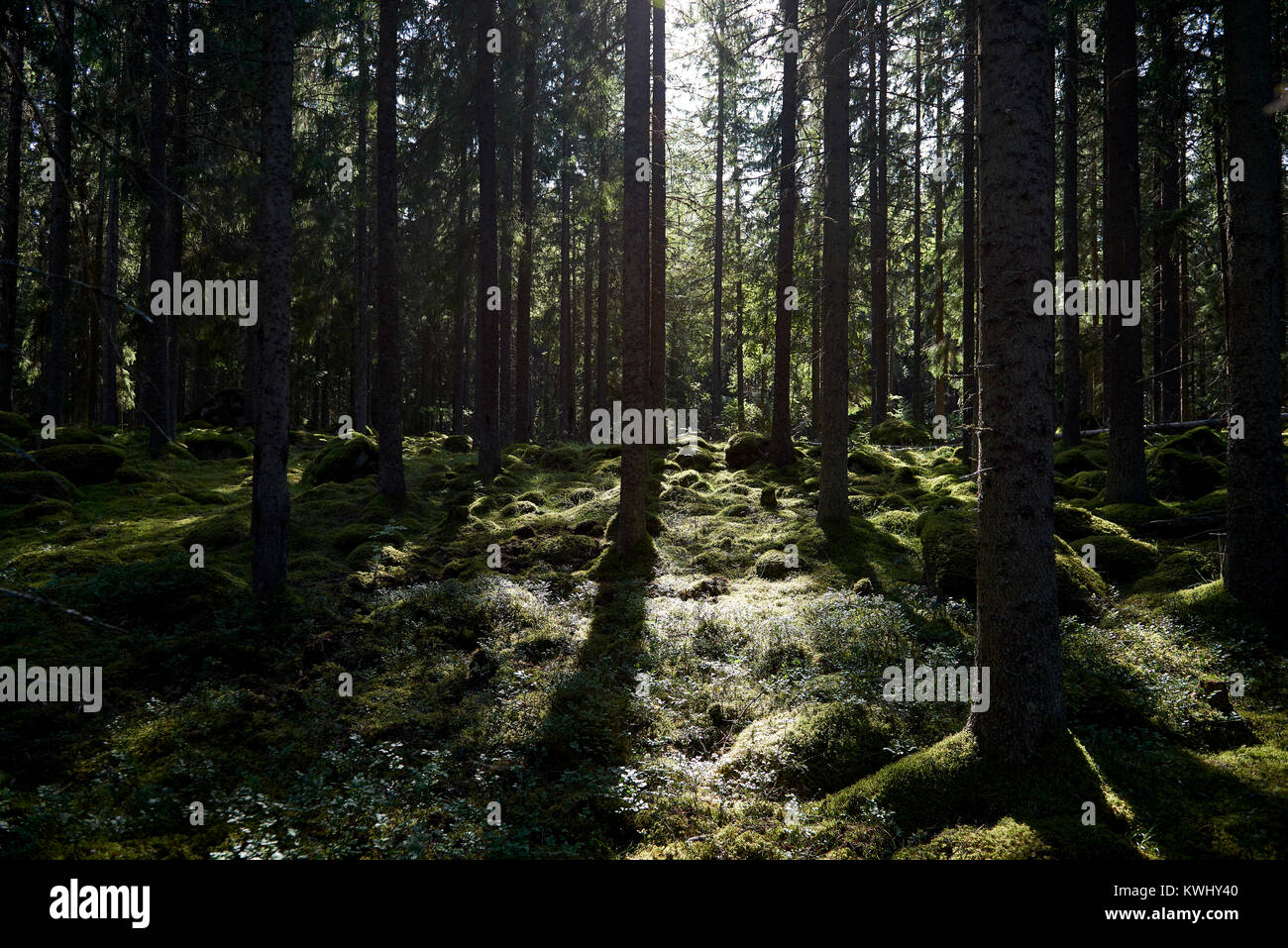 Scandinavian forest hi-res stock photography and images - Alamy