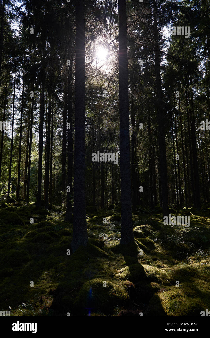Scandinavian forest hi-res stock photography and images - Alamy