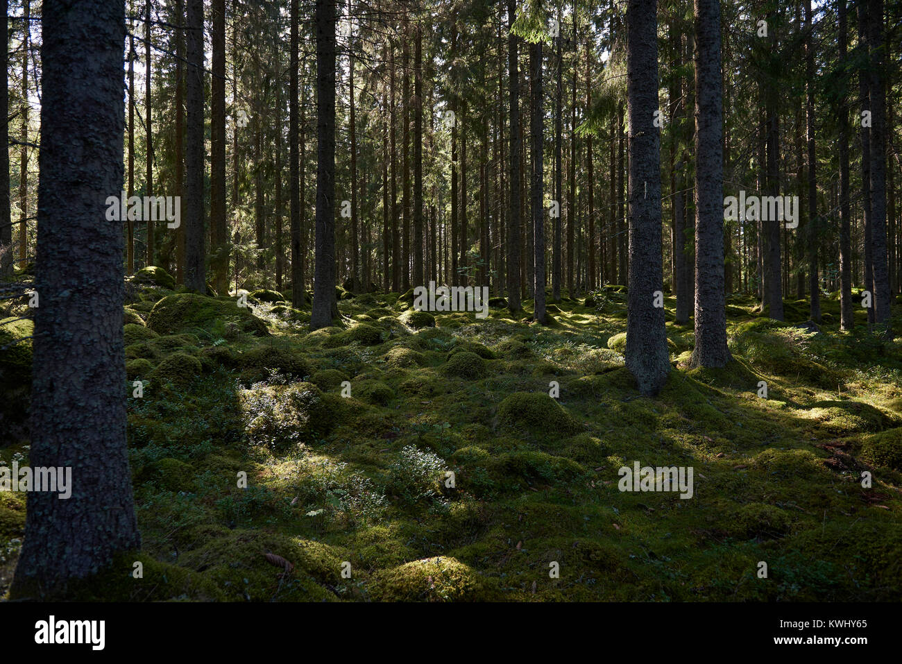 Scandinavian forest hi-res stock photography and images - Alamy