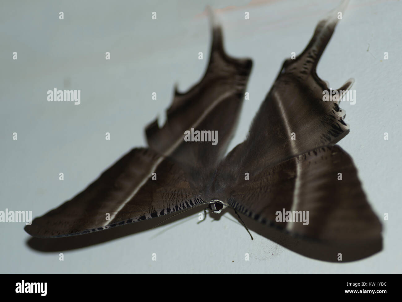 Tropical swallowtail moth hi-res stock photography and images - Alamy