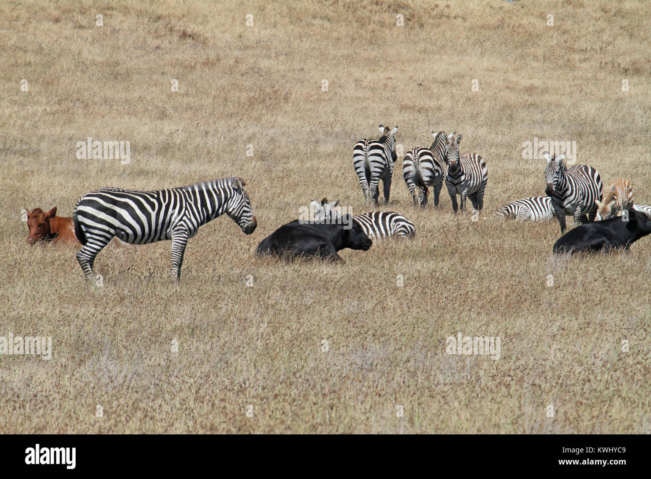 101 cows hi-res stock photography and images - Alamy