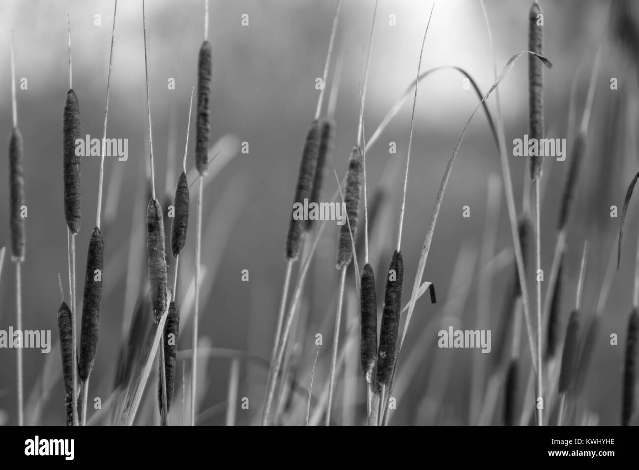 Black And White Reed Beds Stock Photo - Alamy