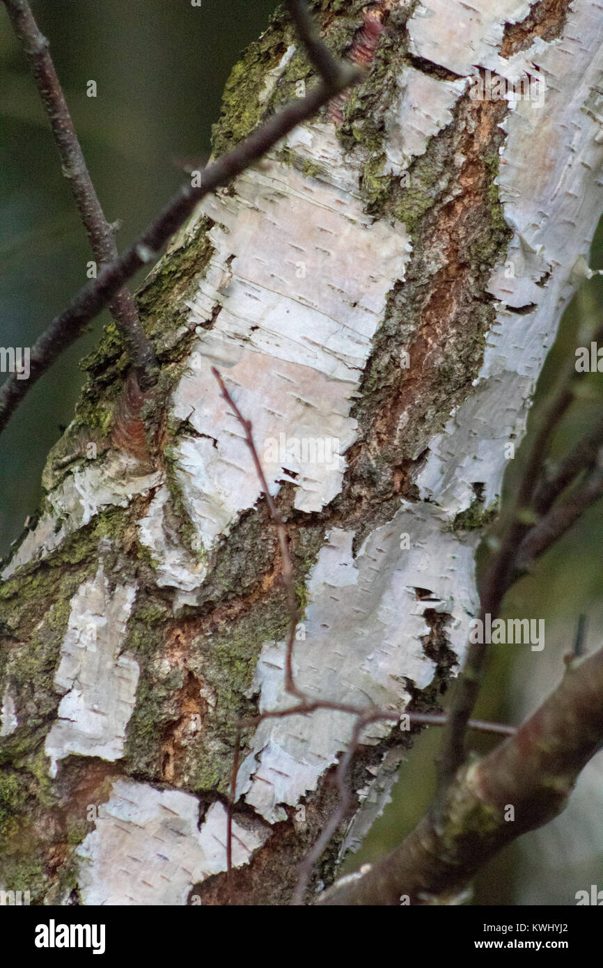 Silver birch bark hi-res stock photography and images - Alamy