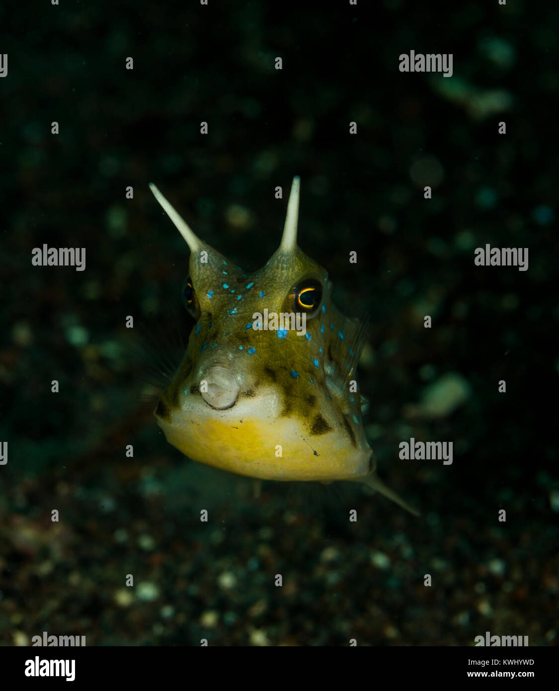 Longhorn cowfish floating about the sea floor Stock Photo - Alamy