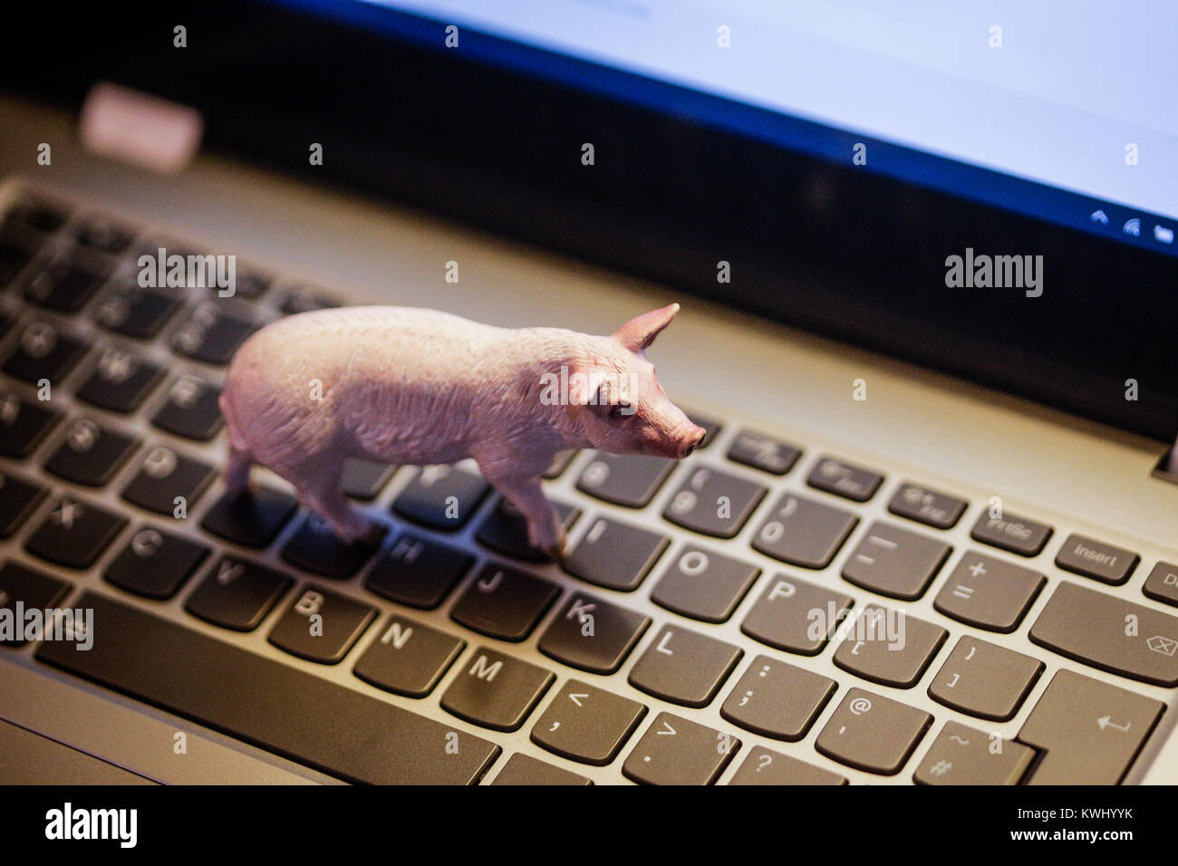 Toy pig on laptop keyboard - domestic animals and agriculture in the ...