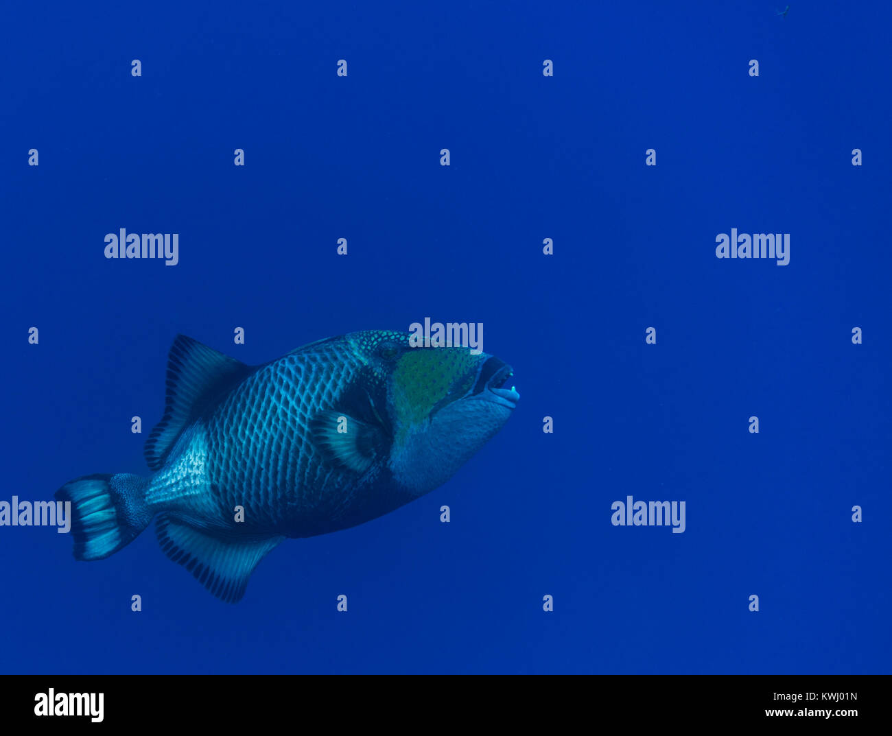 Large titan trigger fish hi-res stock photography and images - Alamy