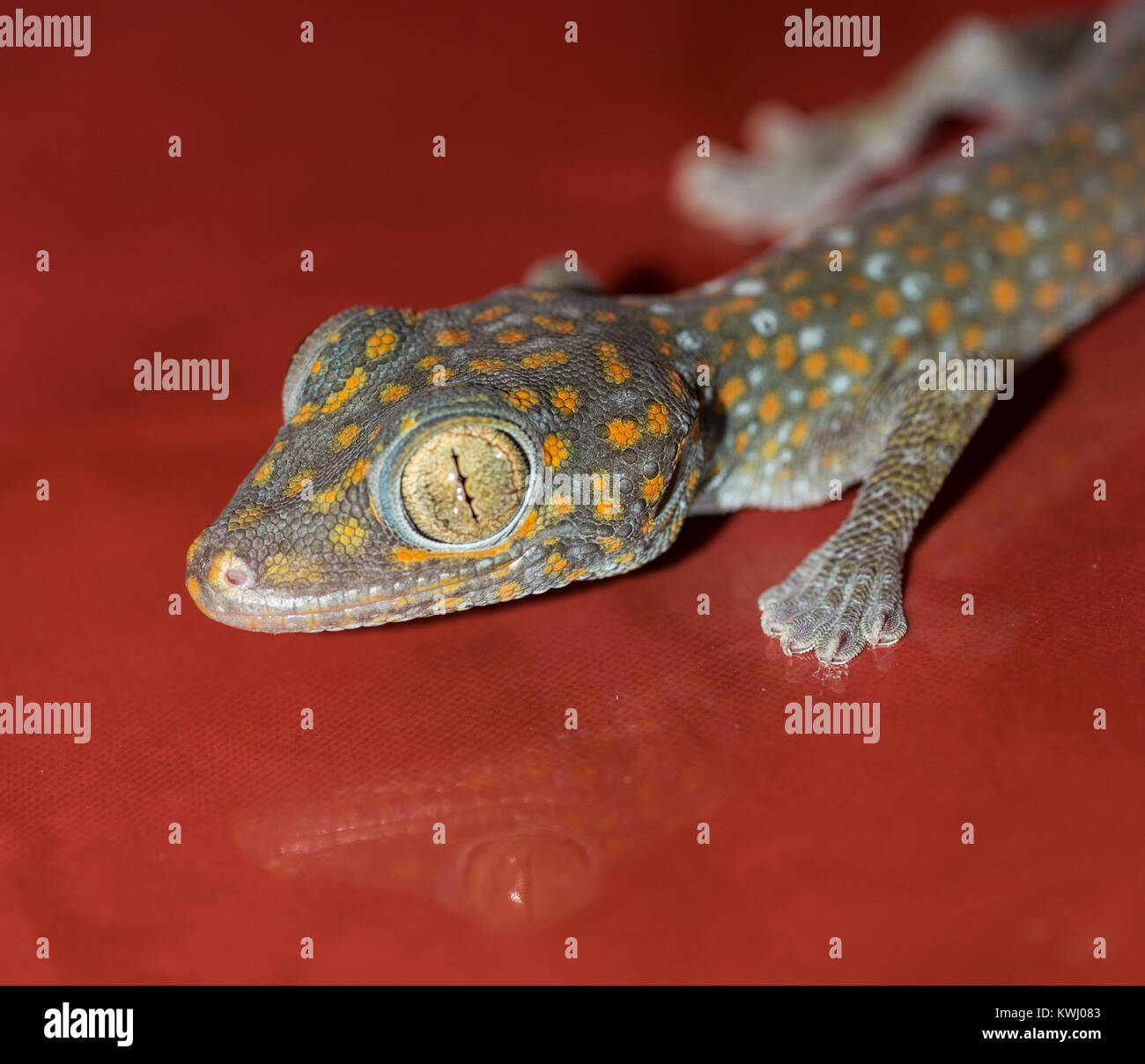 Tokay lizard hi-res stock photography and images - Alamy