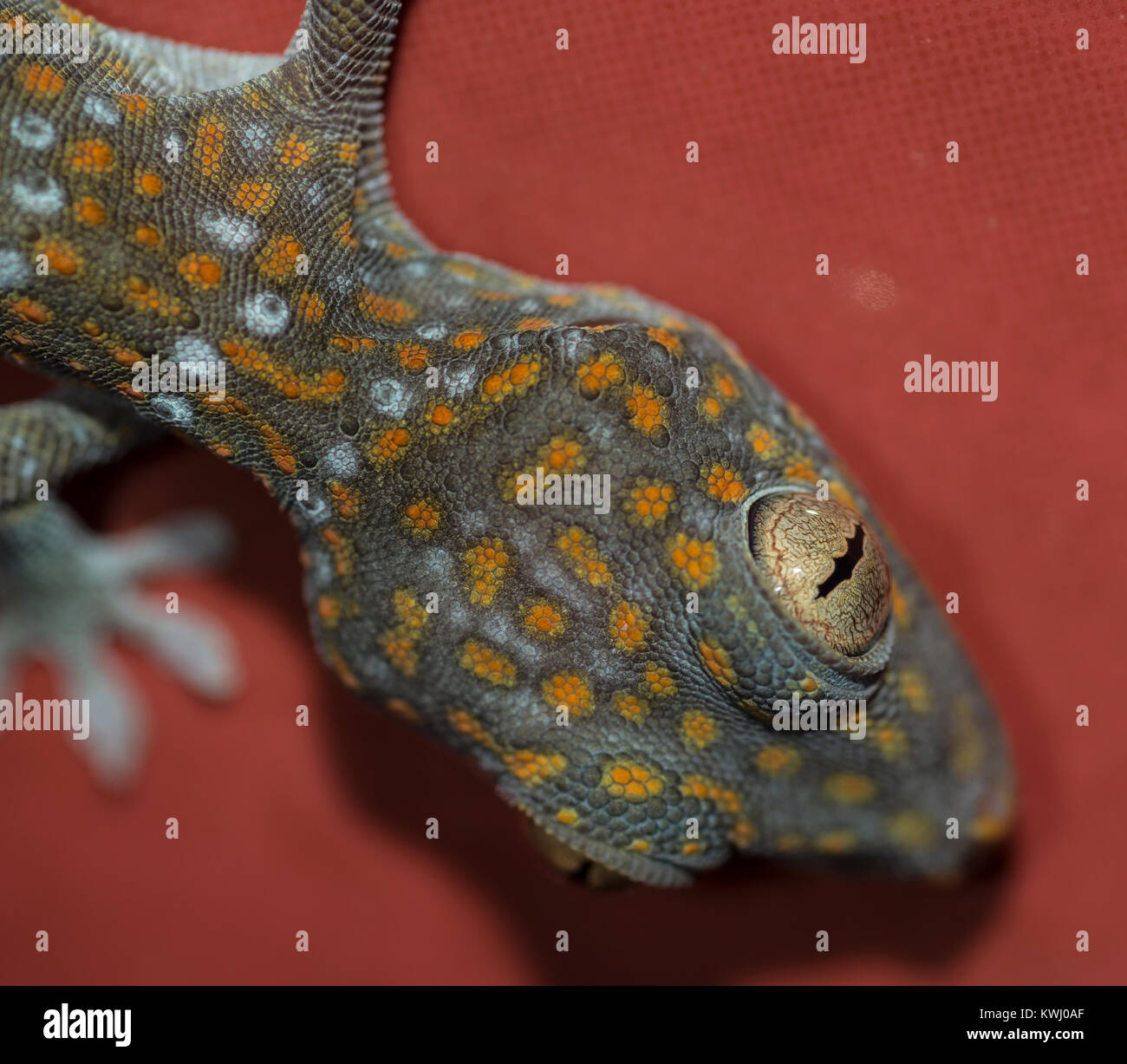 Spotted Tokay Gecko High Resolution Stock Photography and Images - Alamy