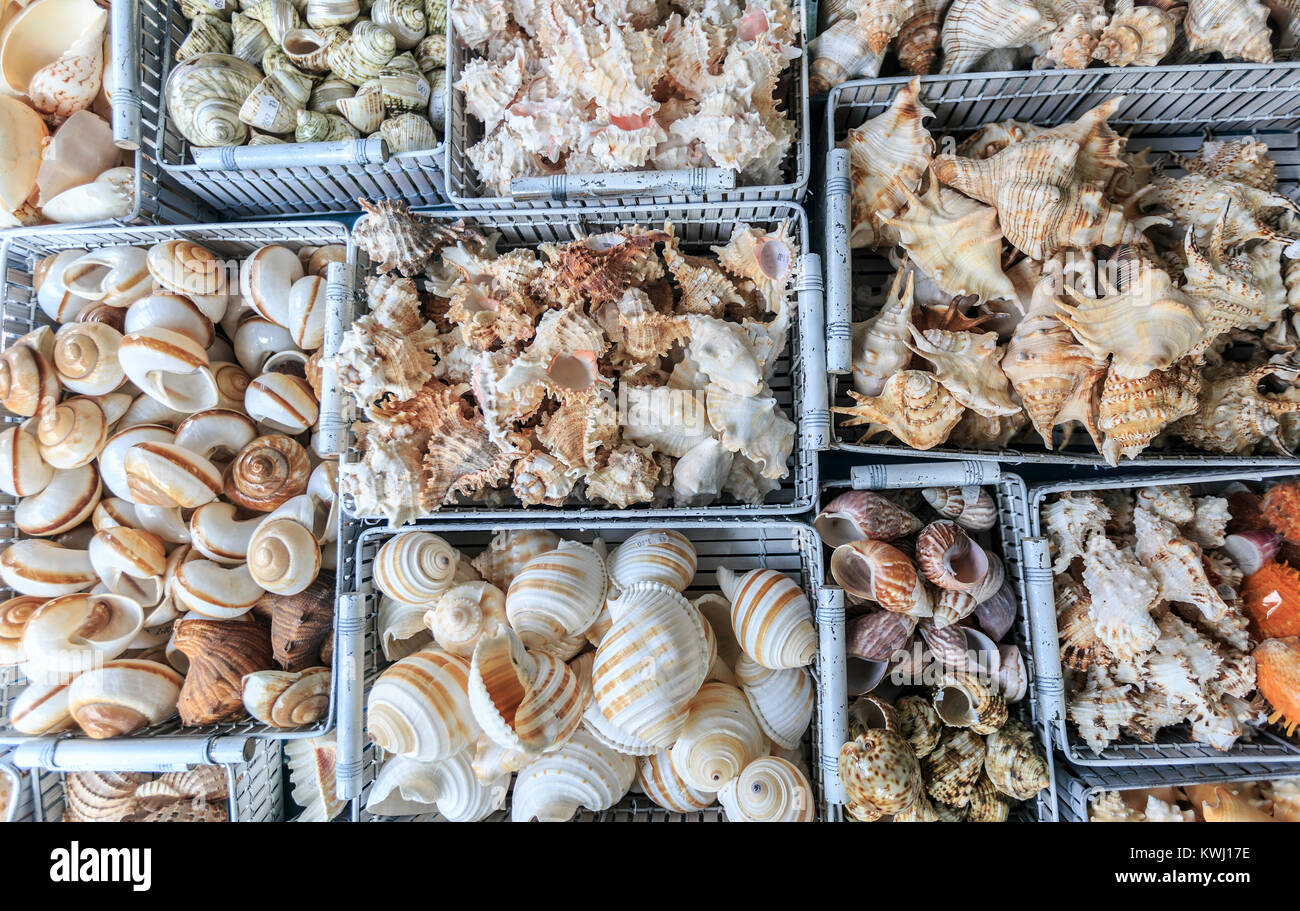 Group of shells and mollusc Stock Photo - Alamy