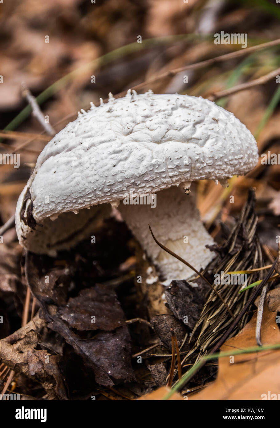 Mushroom close up texture hi-res stock photography and images - Alamy