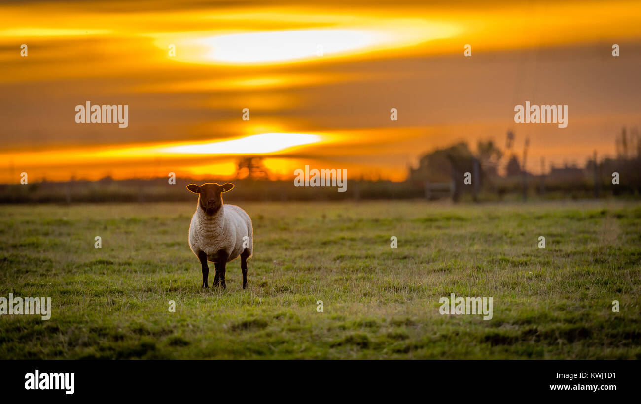 Domestic sheep ovis ammon aries hi-res stock photography and images - Alamy