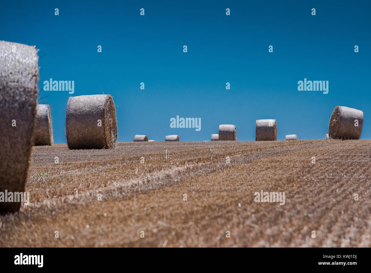 Large round hay bales stand drying in sunshine under a clear blue sky ...