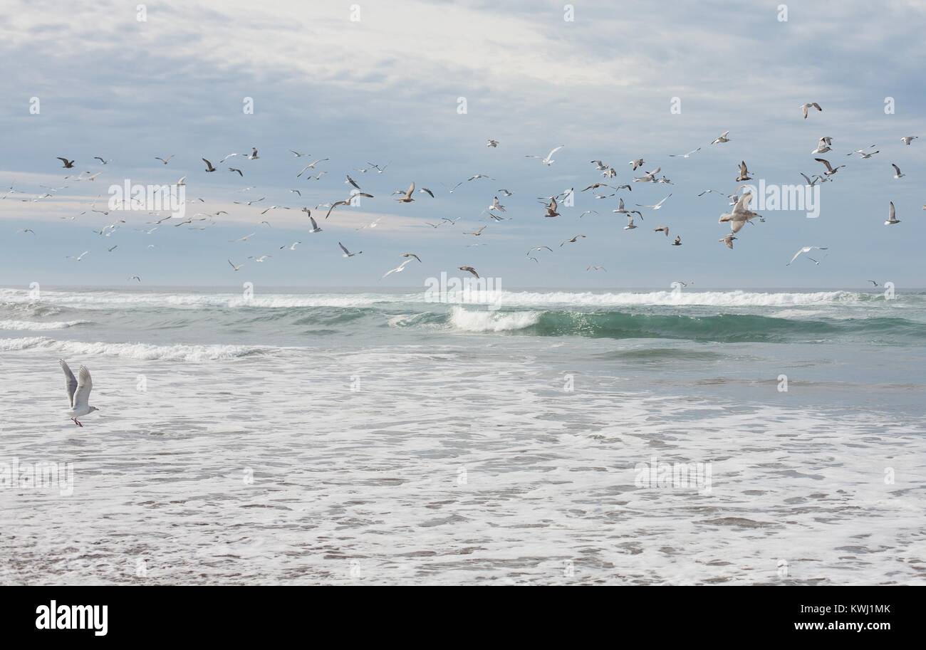 Seagulls Flying Over Beach Stock Photos & Seagulls Flying Over Beach ...