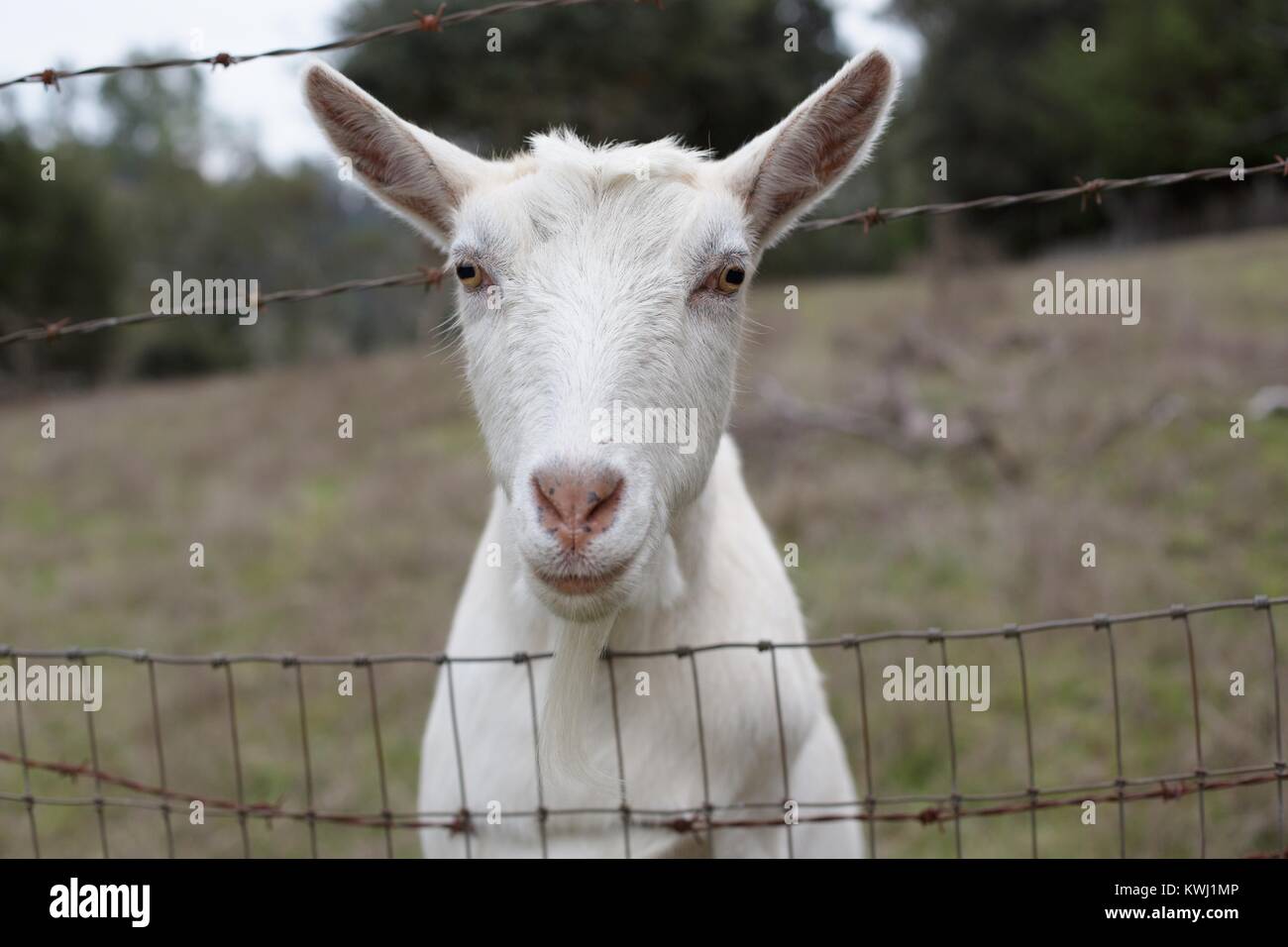 A white goat poking his head through a barbed wire fence Stock Photo ...