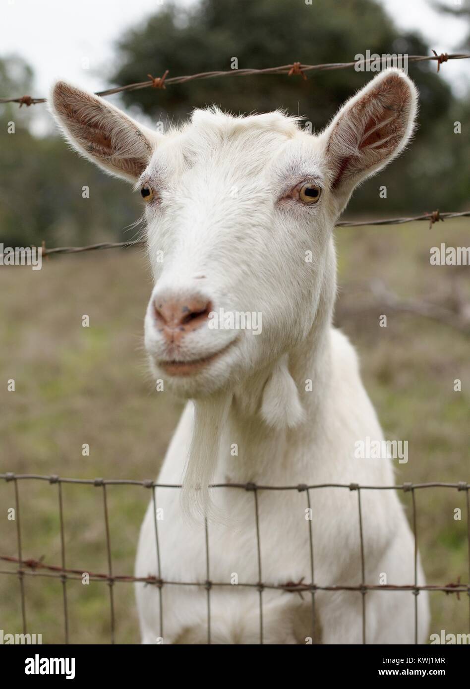 A white goat poking his head through a barbed wire fence Stock Photo ...