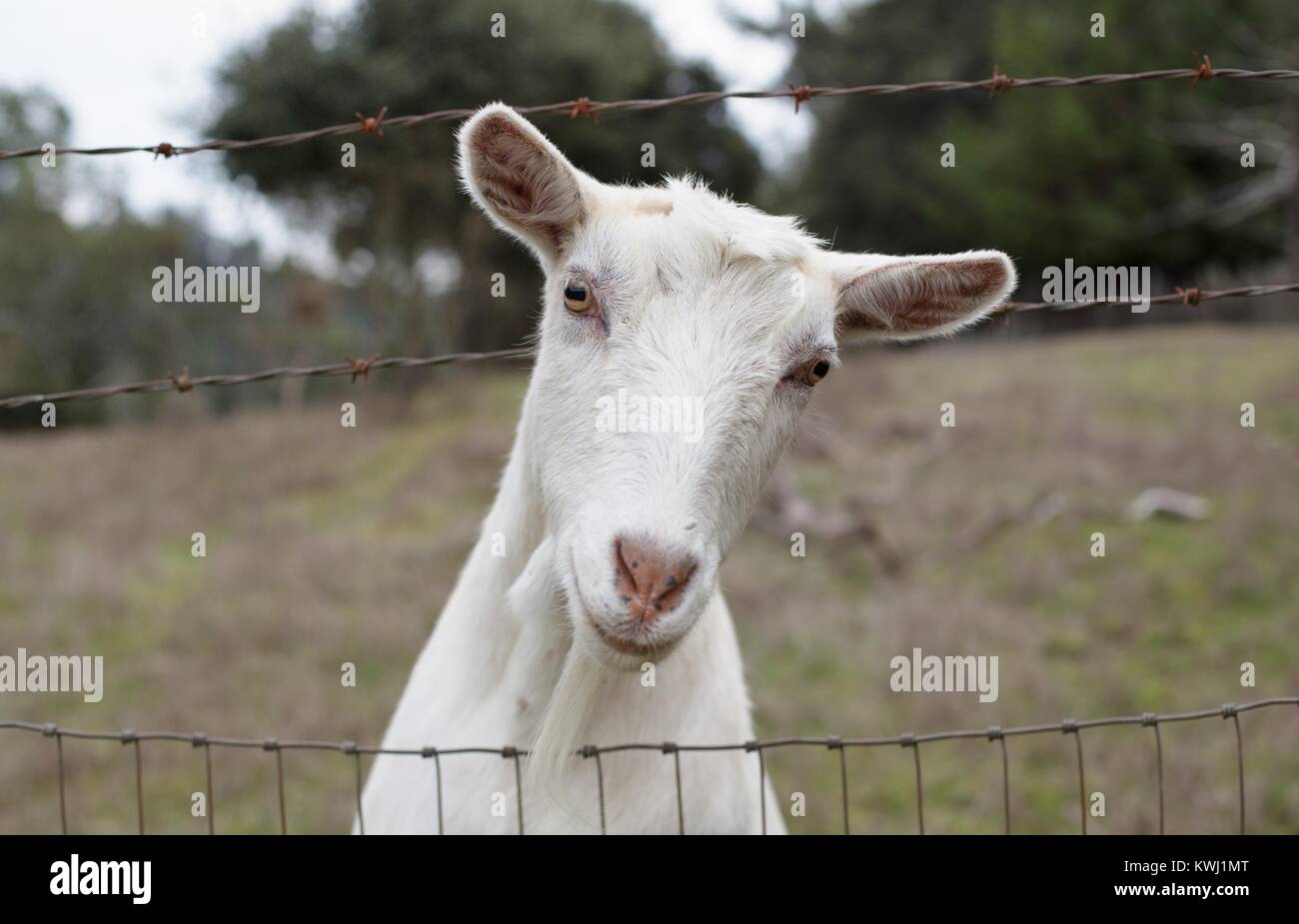 A white goat poking his head through a barbed wire fence Stock Photo ...