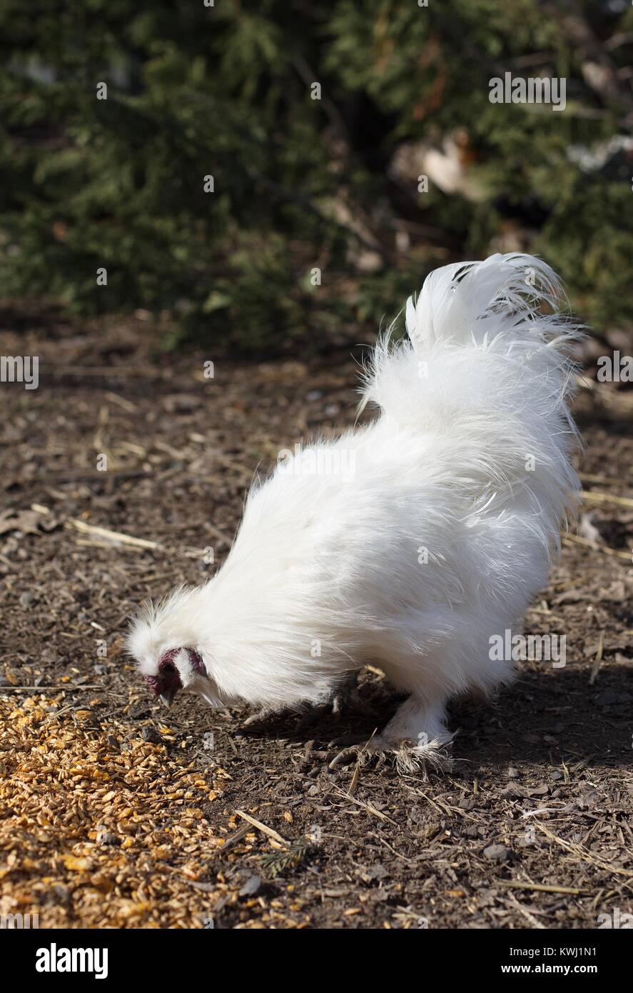 Chicken Scratch Feed