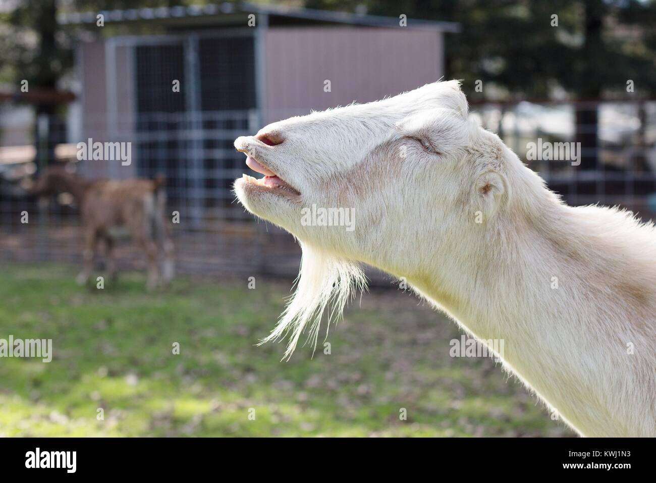 Lifting with mouth hi-res stock photography and images - Alamy