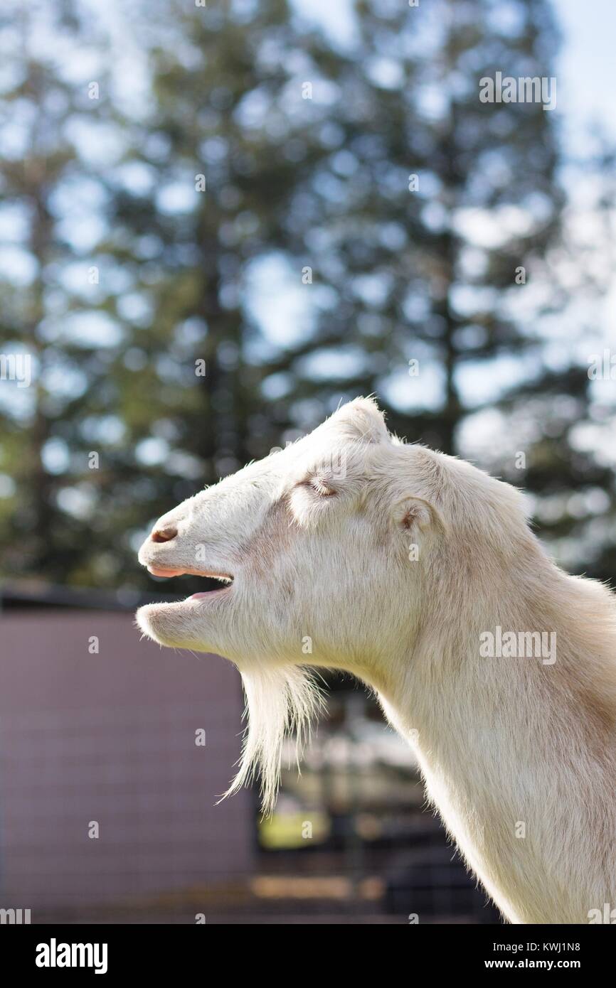 Goat Mouth Open