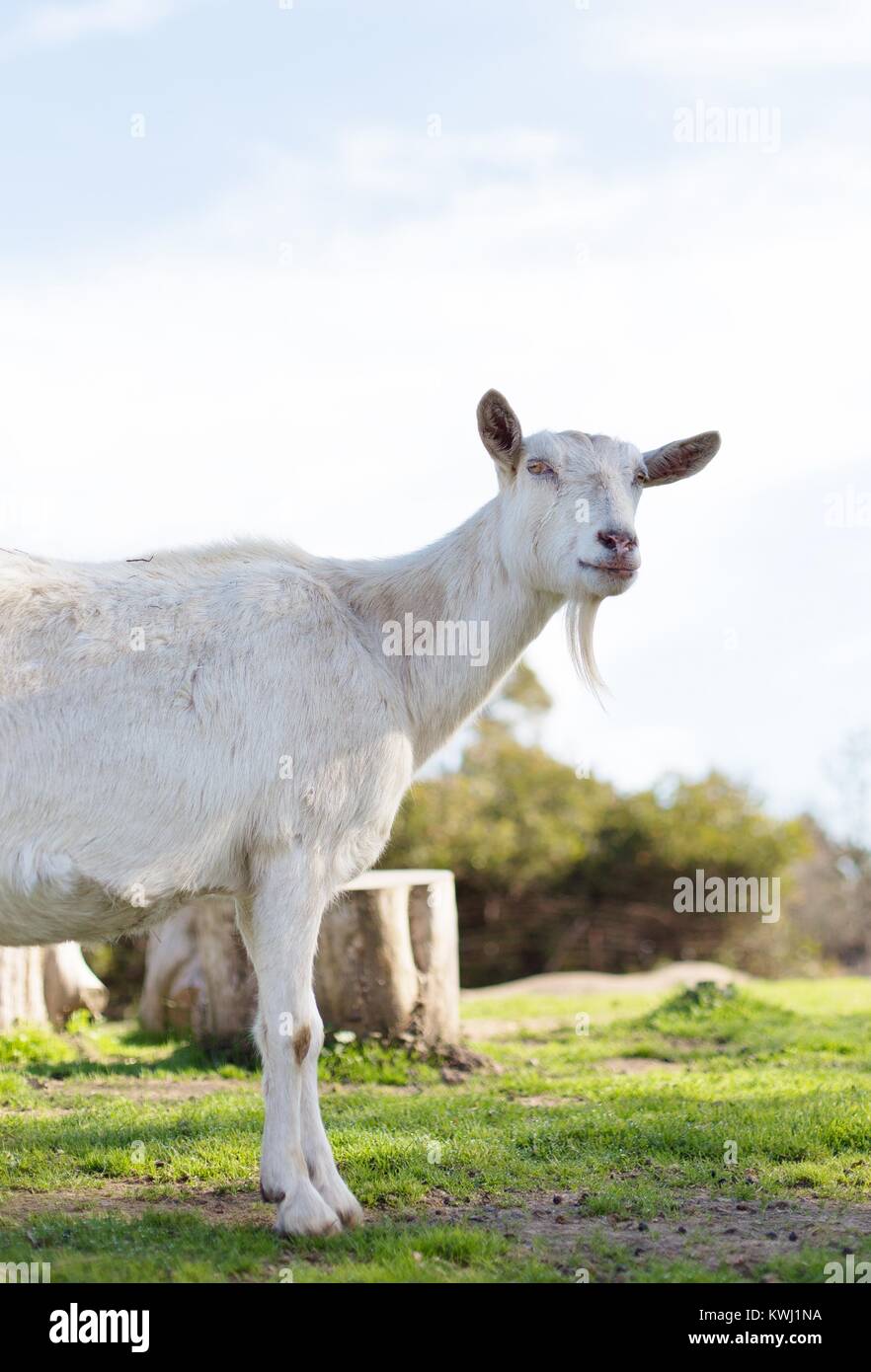 Bearded goat hi-res stock photography and images - Alamy