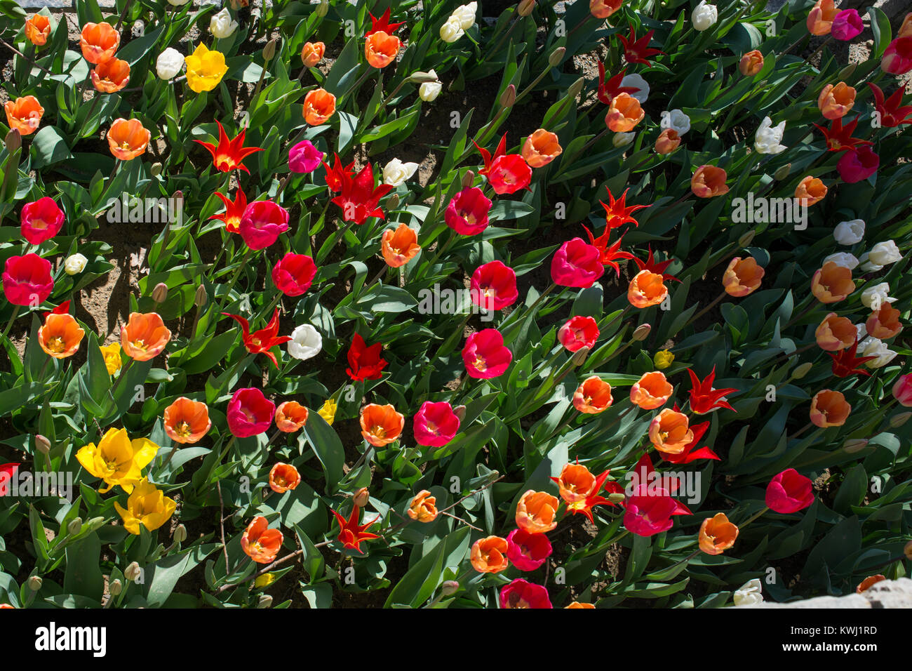Various color tulip flowers bloom in spring the garden Stock Photo - Alamy