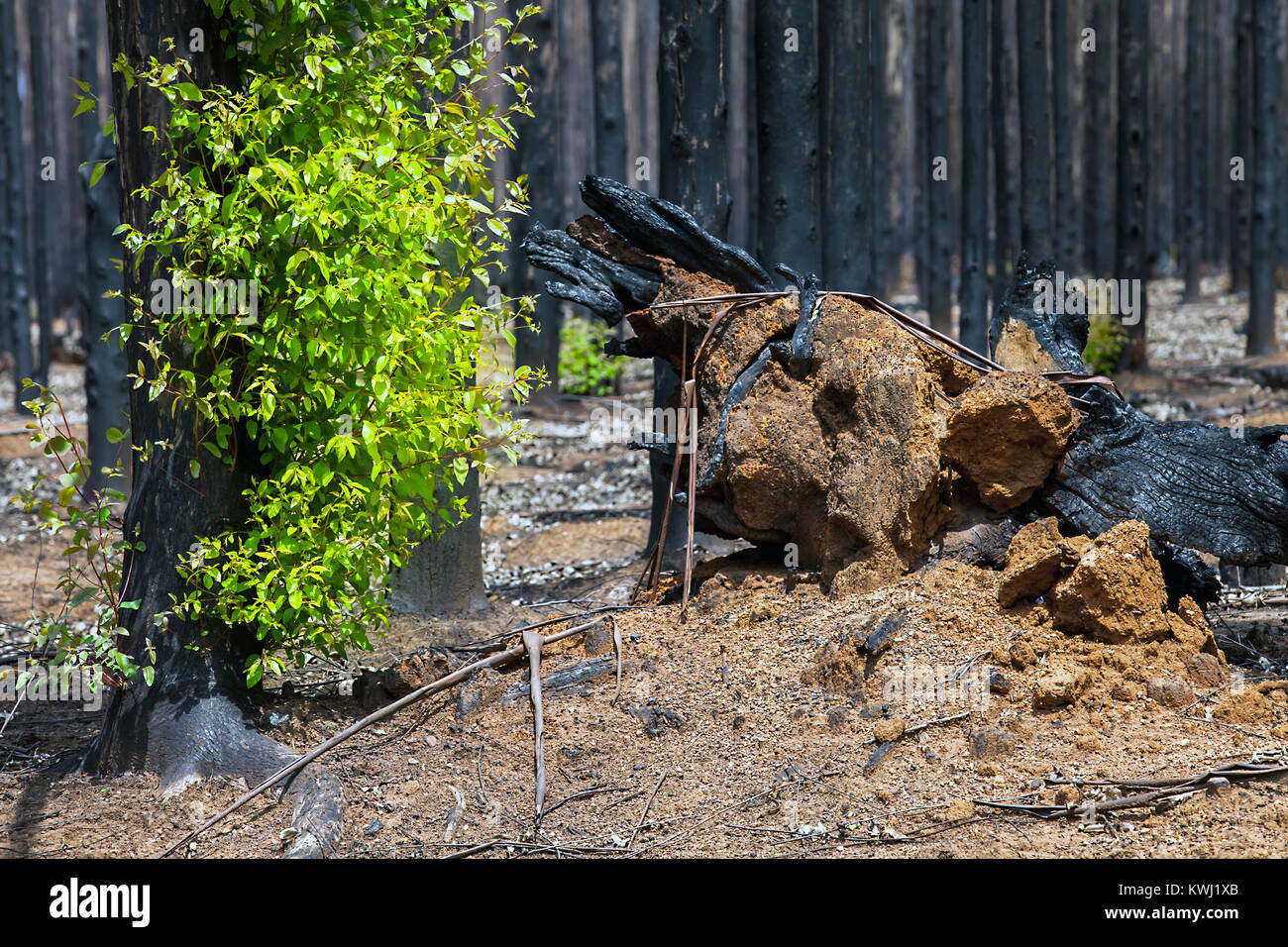 After a forest fire in South Africa Stock Photo - Alamy