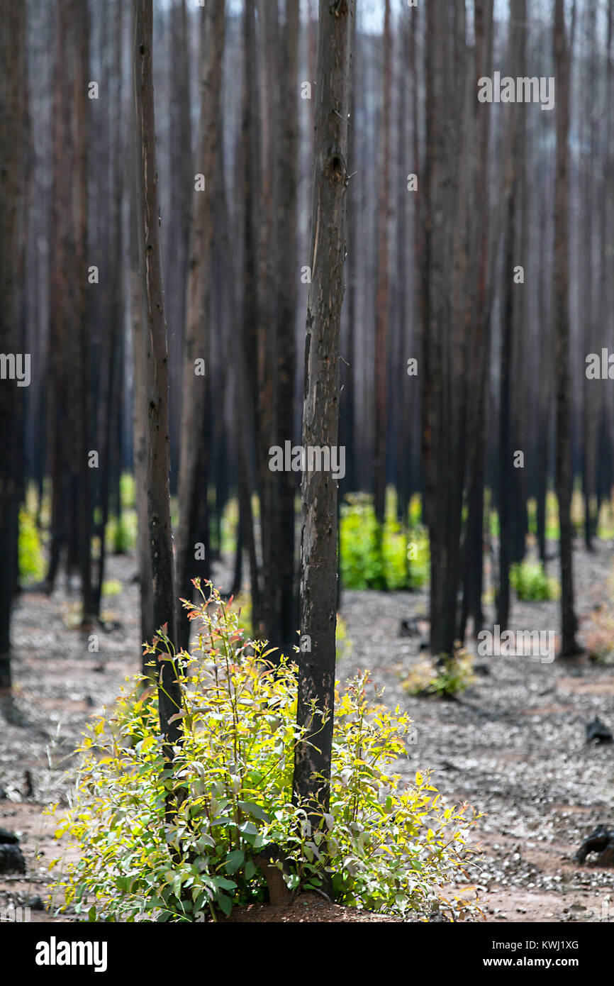 After a forest fire Stock Photo - Alamy