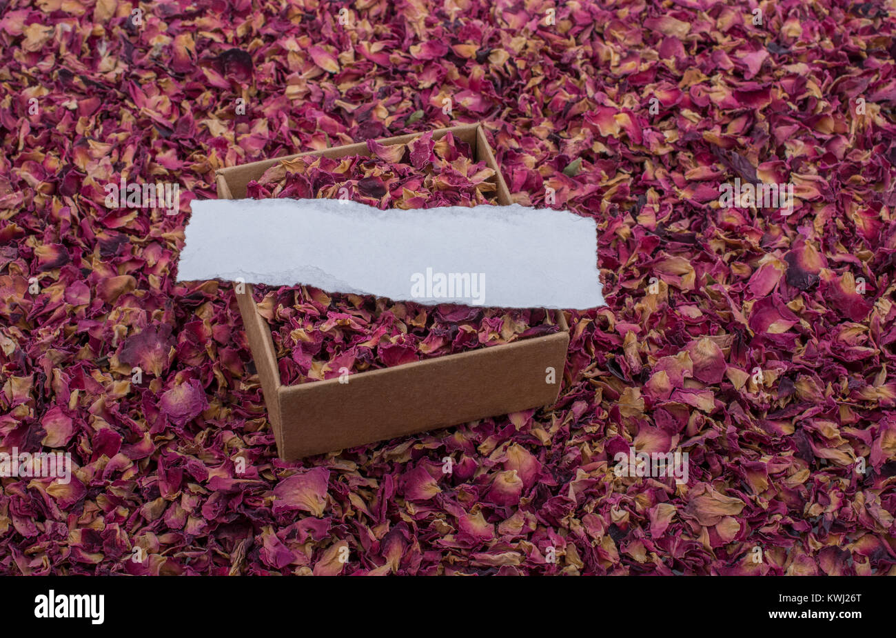 Torn paper on a box filled with dry rose petals Stock Photo - Alamy