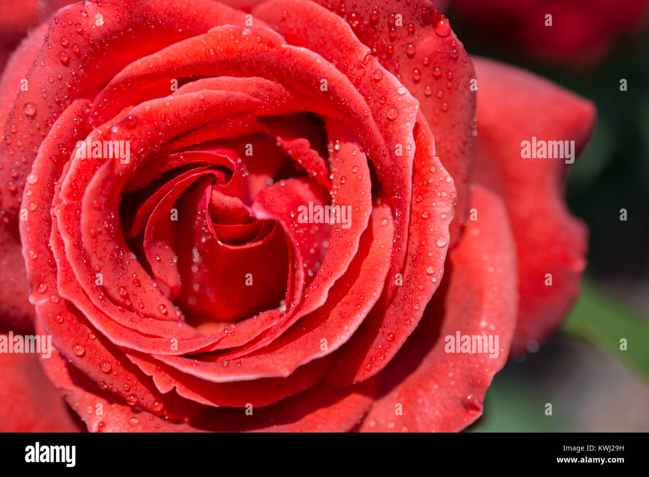 Beautiful fresh roses in close up view Stock Photo - Alamy