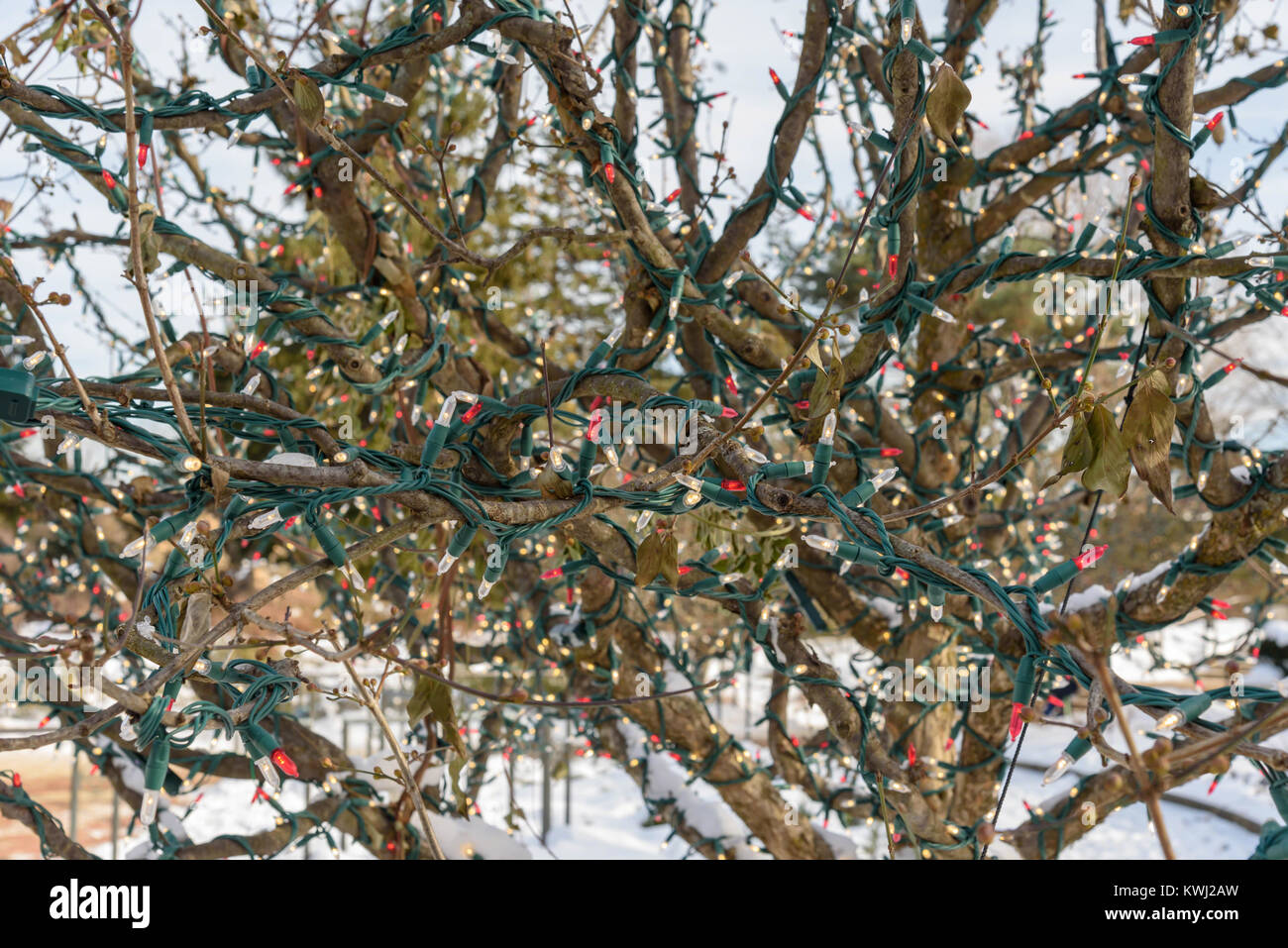 Christmas lights wrapped around tree hi-res stock photography and ...