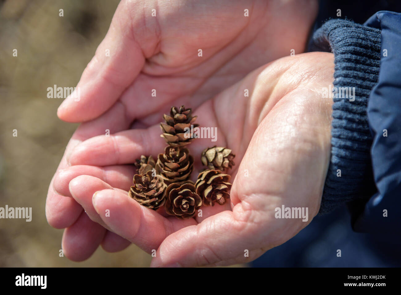 Collecting pinecones forest hi-res stock photography and images - Alamy